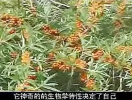沙棘的功效与作用_标清_标清