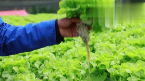 无土栽培蔬菜技术大都在大棚内,实际上在户外也可以实现无土水培