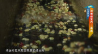 男子观看咖啡生产过程,原来是这样脱皮的,老百姓的智慧强大