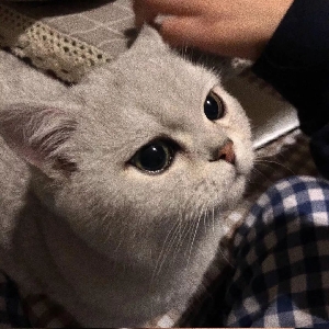 是fu萝bei呀 