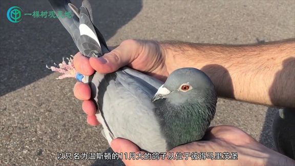 外国觉得网络传递信息太慢,用鸽子充当信使,鸽子企业很有前途