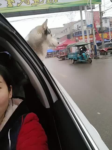 电电第一次来街上各种好奇不过没敢让它下车怕吓到人家