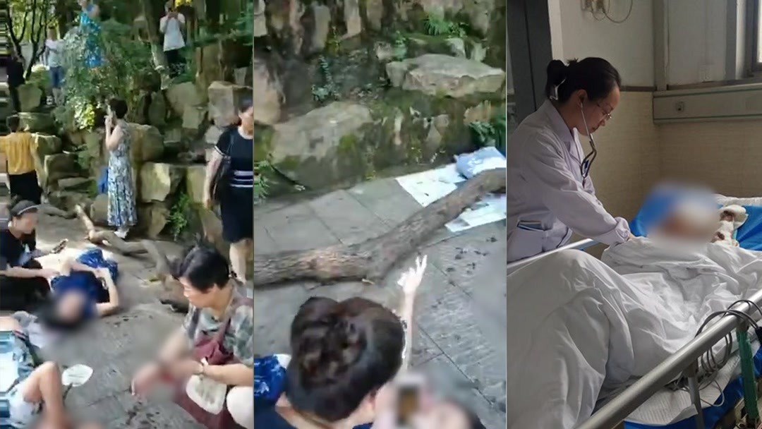 突发!长沙岳麓山景点一大树倒塌致4人伤,其中1人被送进ICU