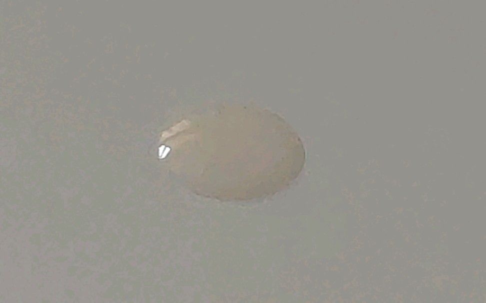 (大橘已定)用吃播的方式智取橘皮精油