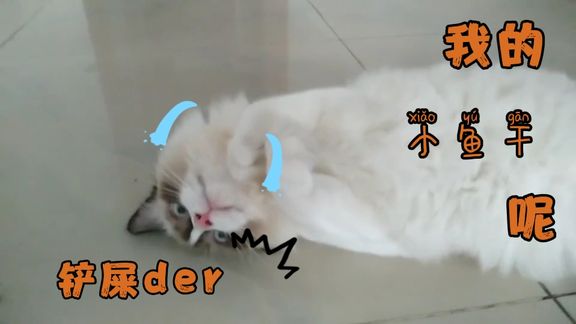 猫咪的那些莫名其妙的动作,这动作代表啥意思呀?