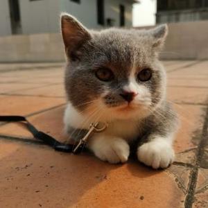 我在人间凑数的日子 