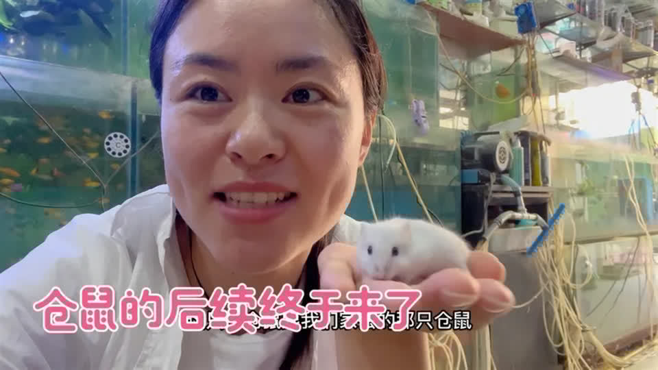 仓鼠消失半个月,后续故事终于来了,说出现状大甜儿太伤心