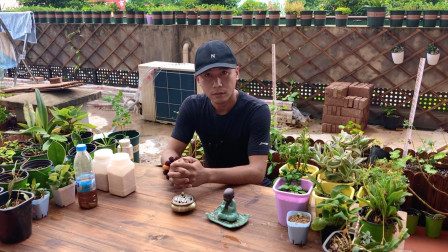 造园记12:目标种1万种不同品种的植物,打造中国最强花园