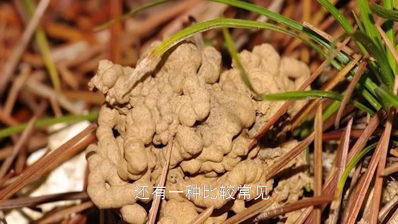 花卉叶片有"虫屎"?教你快速找到真相,杀虫防虫不可少