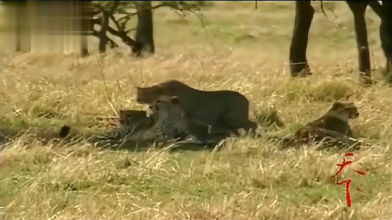 为了让小豹独立,母豹让它们苦练捕猎技巧,周边小动物要遭难了