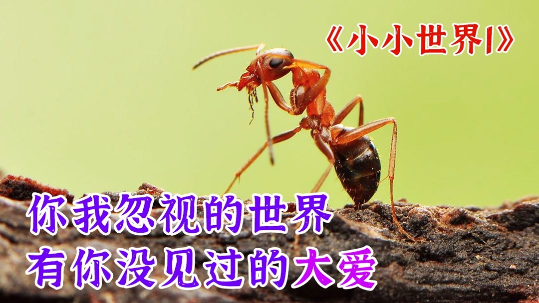 被你忽略的微小世界,上演着惊天大爱,看完震惊!