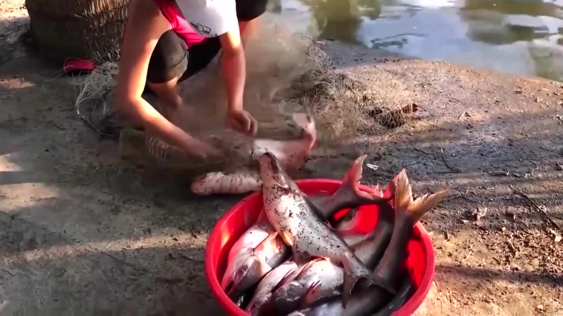 农村妹子撒网捕鱼,撒网技术真让人佩服,网网大丰收,厉害了!