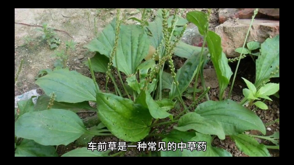 中药材车前草的功效你知道多少?