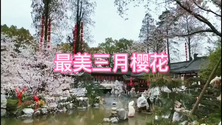 最美武汉三月樱花#创作灵感