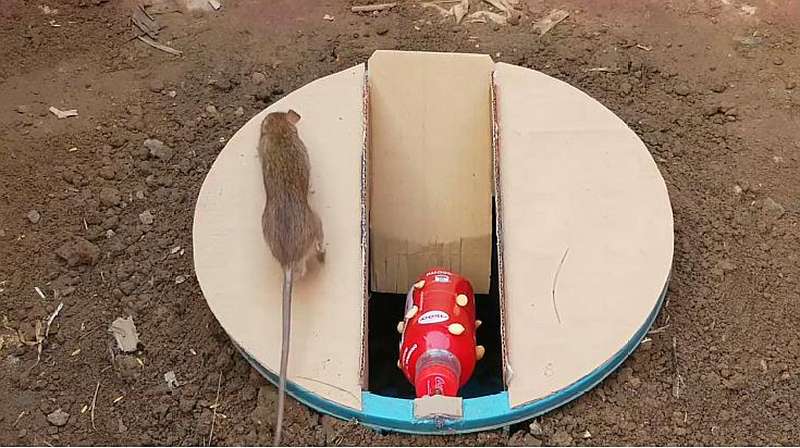 只需一个水桶,印度高手教你自制一个捕鼠器,效果特别好!