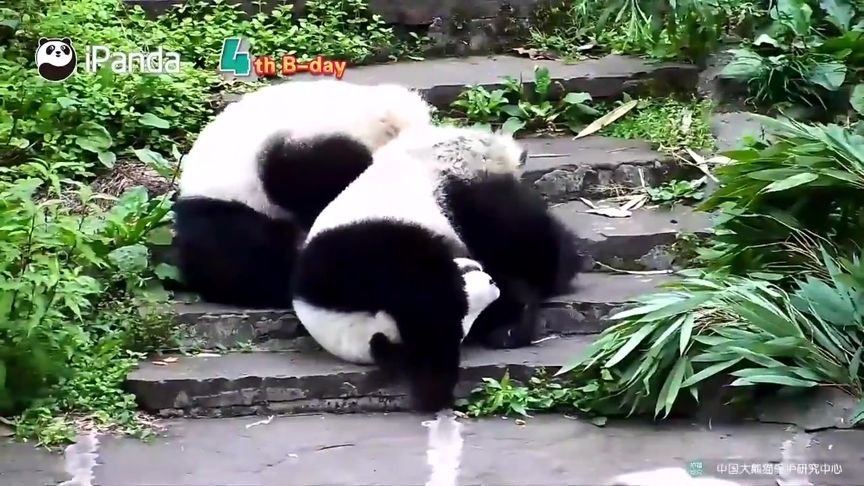 真的是萌翻了,两只熊猫宝宝上演神同步翻滚