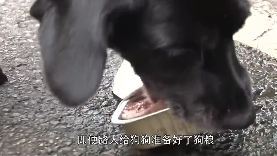 狗狗上街乞讨只要钱,路人好奇跟踪发现不得了,这狗厉害了