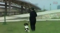 怎么训练狗狗大小便在固定位置