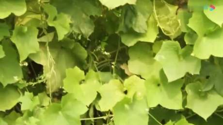 丝瓜的生长过程中,攀爬很重要