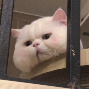 怪味阿茶_ 