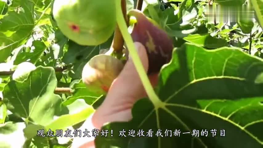 今天才知道,无花果叶还有这么厉害的用途,可惜知道的人并不多