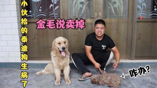 小伙捡的泰迪狗生病了,躺在地上不想动了,金毛却大喊赶紧卖掉吧