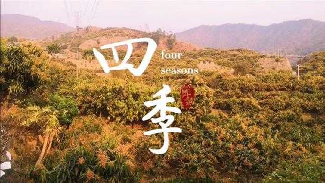 阳春三月正是满山花簇簇,有时间没有?邀你一起来赏芒果花