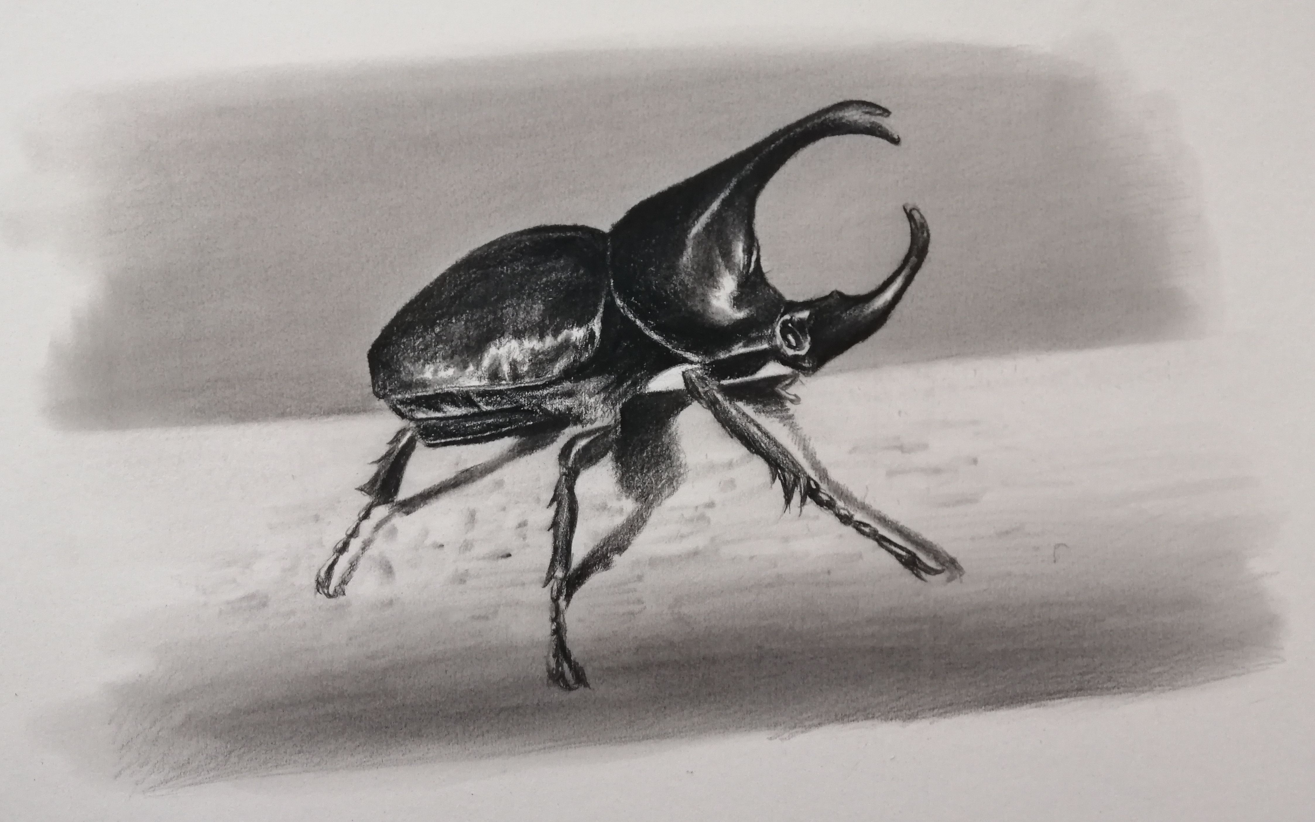 【素描】分分钟教你学会如何画甲壳虫,光滑壳类的表现手法