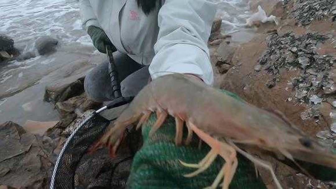 皮皮在浪里抓到好货,舍不得吃送给最爱的猪猪,要给她一个大惊喜