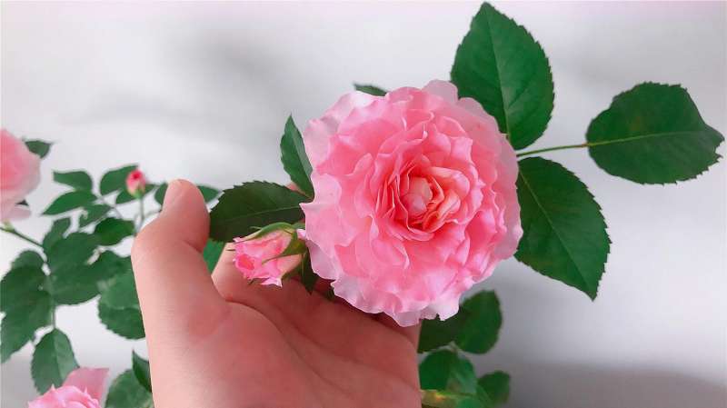 微月海神王:第1次开花很旺,我有养护“小妙招”!