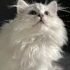 猫猫伍三零