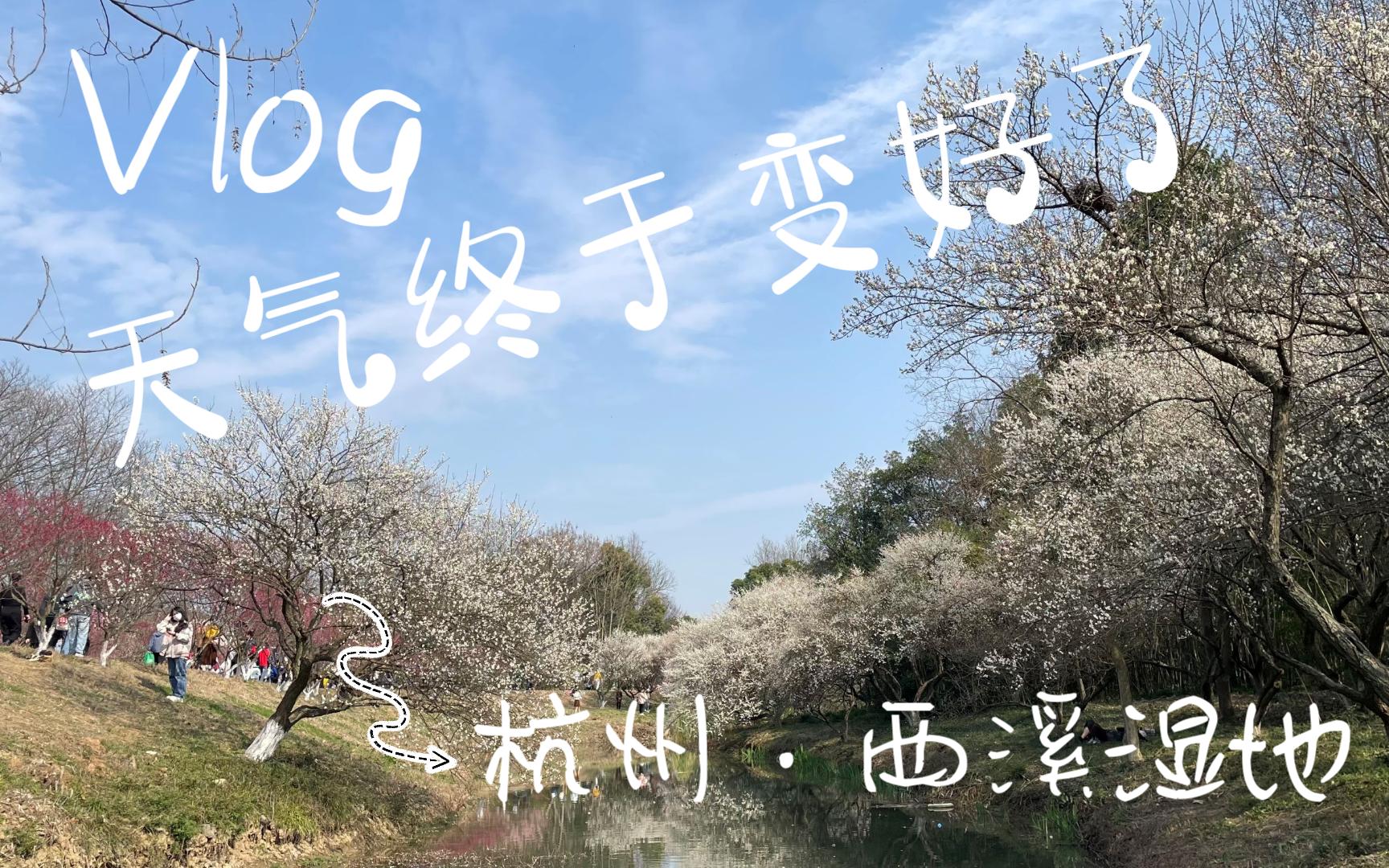 【vlog】天气终于变好了|杭州|西溪湿地|探梅节