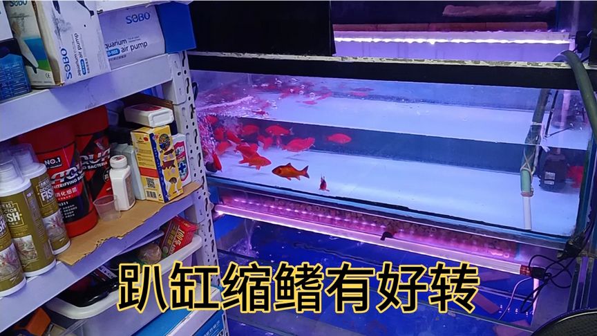 观赏鱼经过昨天晚上放敌百虫,今天状态稍有好转,继续加强管理
