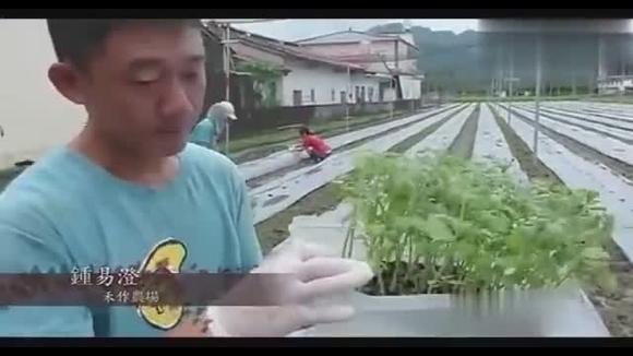 农业种植小番茄植苗方法细节决定成败每个步骤都不容小觑
