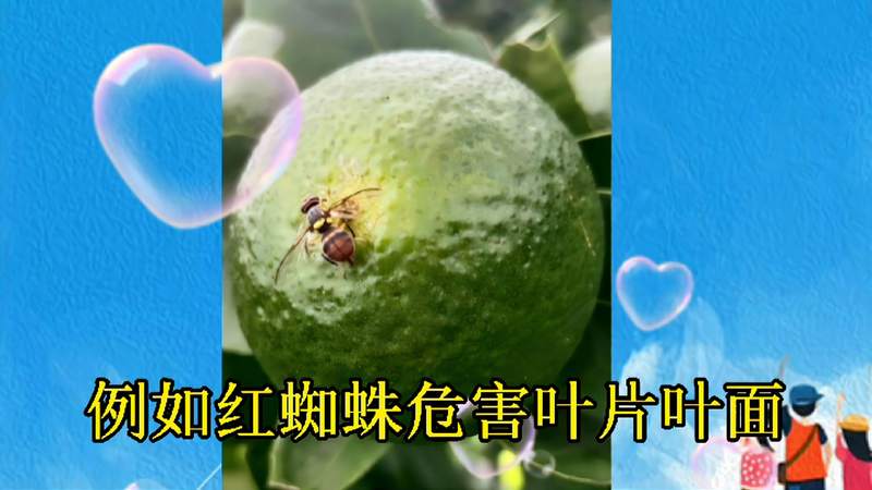 柑橘转色期,错误方法减产严重,怎样增收?