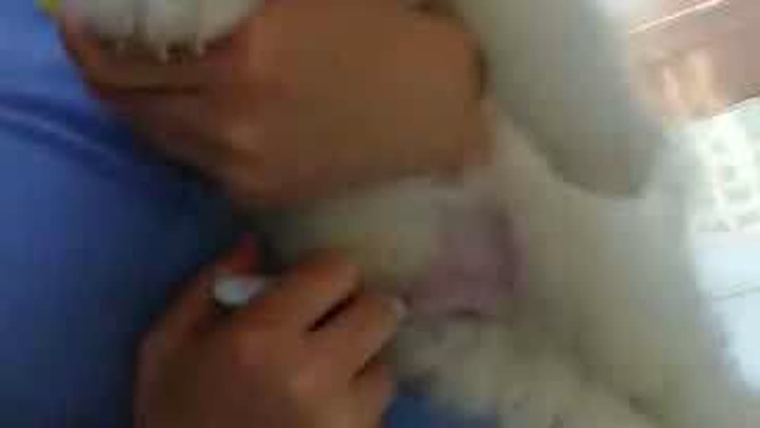 福懋宠物医院员工拍摄的福懋动物医院小狗