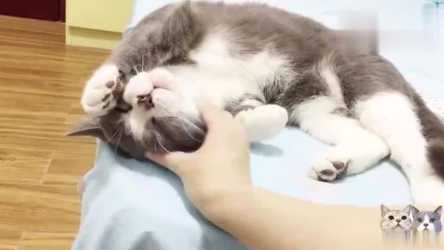 小猫咪撒娇卖萌得到主人的独宠,小伙伴嫉妒的在后面暗中观察!