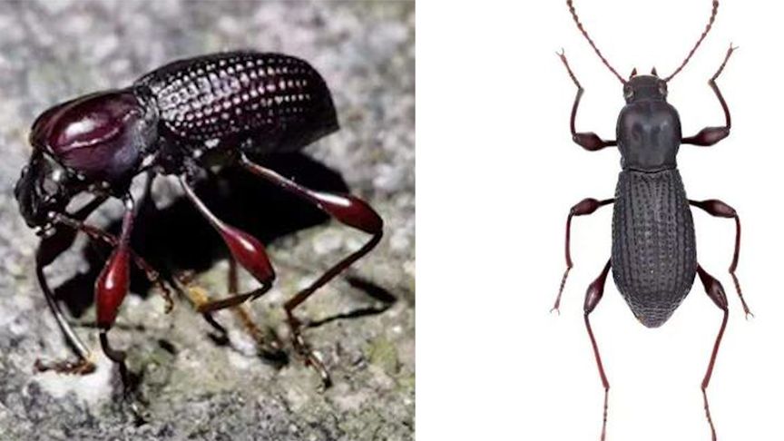 画面曝光!福建发现全球新物种 天宝岩肿腿迷甲