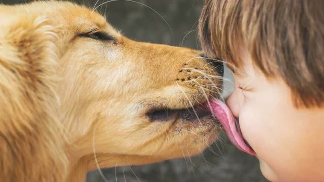 假如金毛犬真的喜欢你,才会有这7种表现!