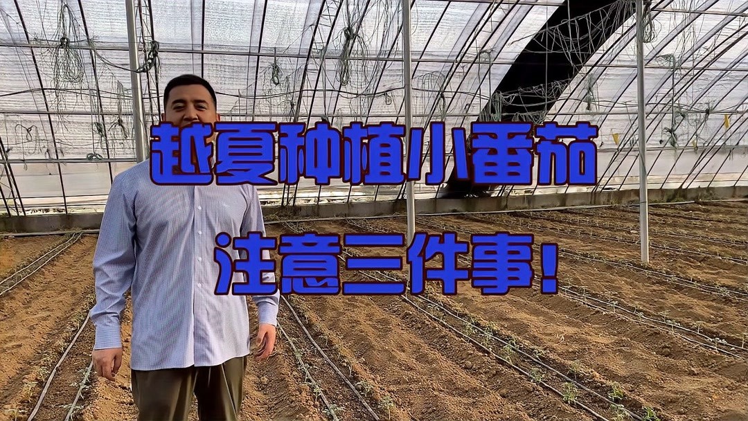 越夏种植小番茄,注意三件事!