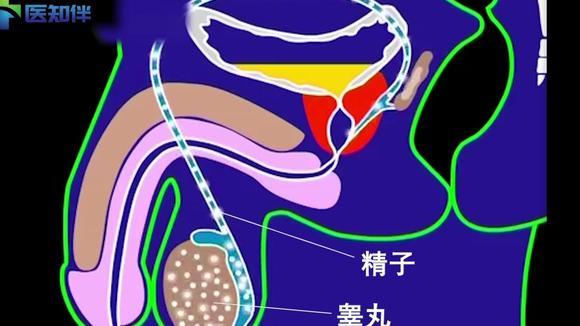 科普动画:排尿和射精是同一个出口?