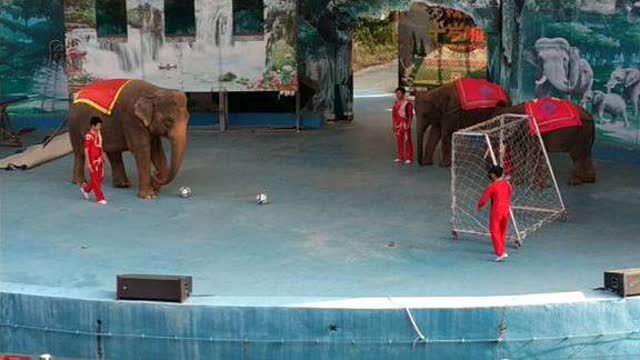 带小恩恩来动物园来玩,看大象表演踢足球真棒