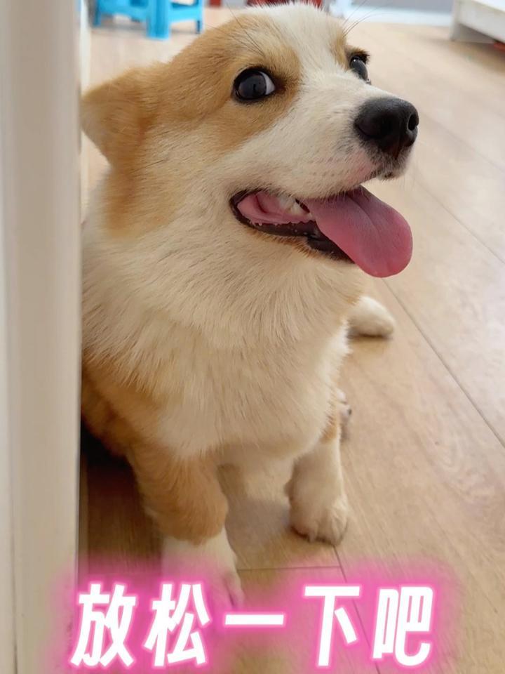 ...心思都写在脸上了 #动物的迷惑行为 #柯基宝宝成长记 #铲屎官的乐趣