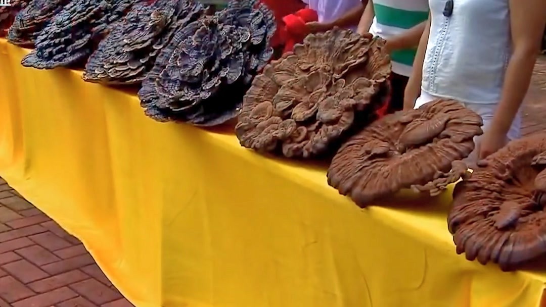 大家知道灵芝该如何食用吗?千万不要煮水或煲汤,这样吃才正确