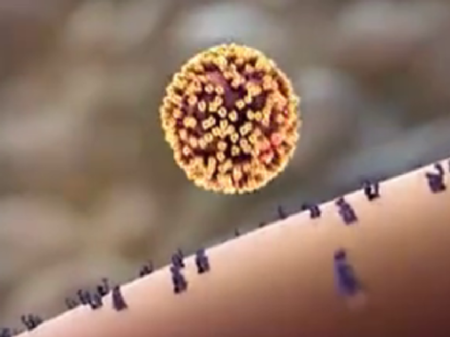 显微镜下白细胞追杀病毒和细菌