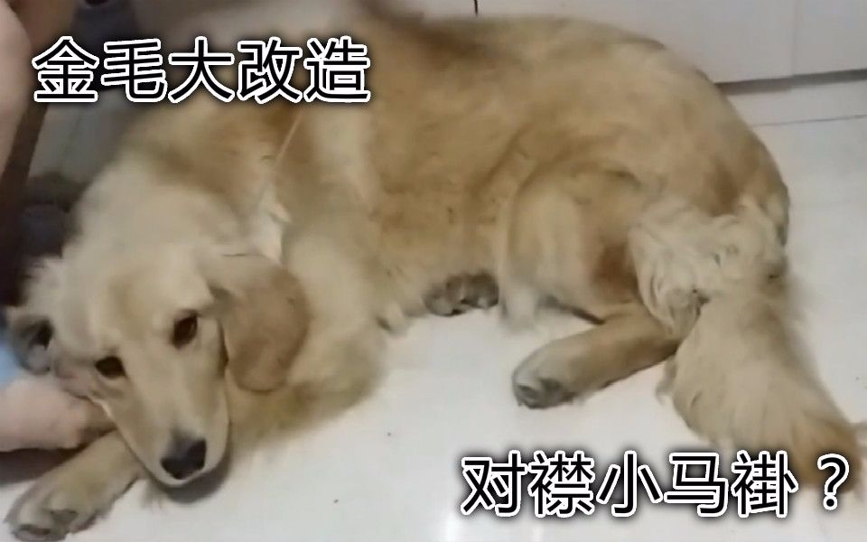 【全部过程】亲手给金毛做件衣服,做街上最靓的崽!