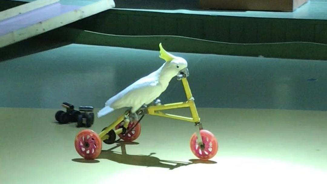 各类鹦鹉杂技表演 精彩!精彩!