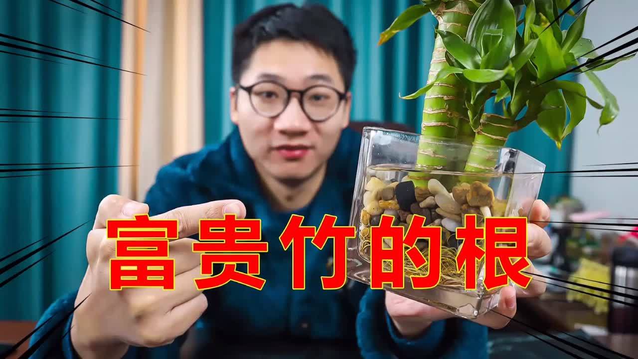 植物的根系为什么很发达?放大500倍一探究竟