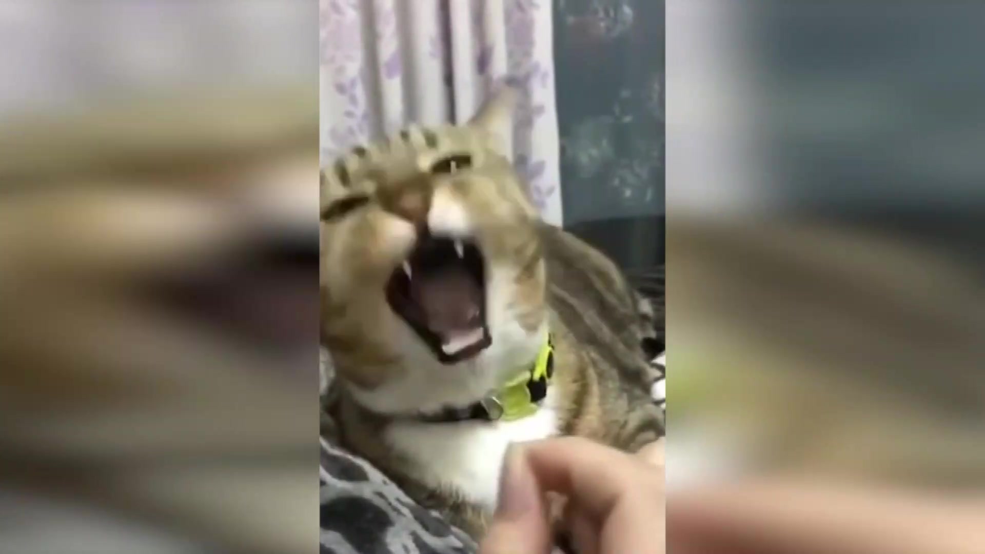 这应该是b站最凶的猫了吧?!?!?