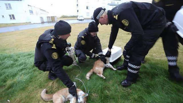 警察都闲的发慌!世界上最安全的国家,最大的案件就是宠物丢失